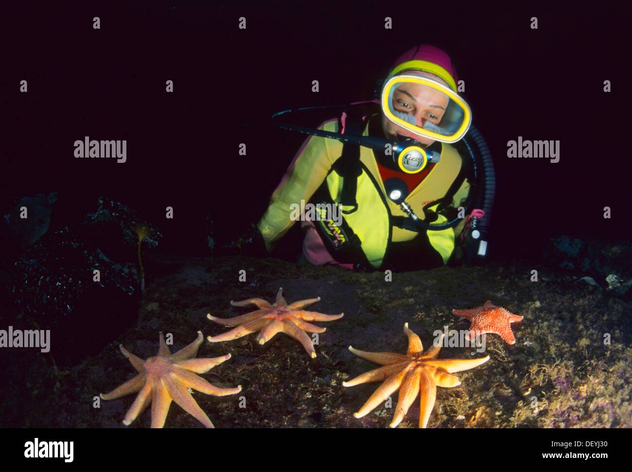 Solaster endeca hi-res stock photography and images - Alamy