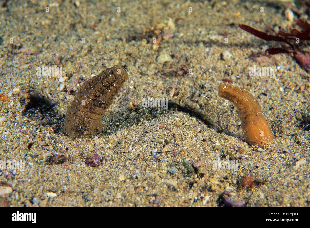 Edwardsia hi-res stock photography and images - Alamy