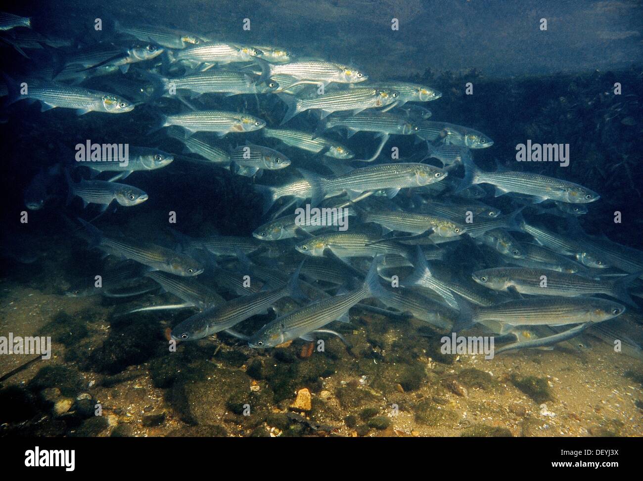Freshwater mullet hi-res stock photography and images - Alamy