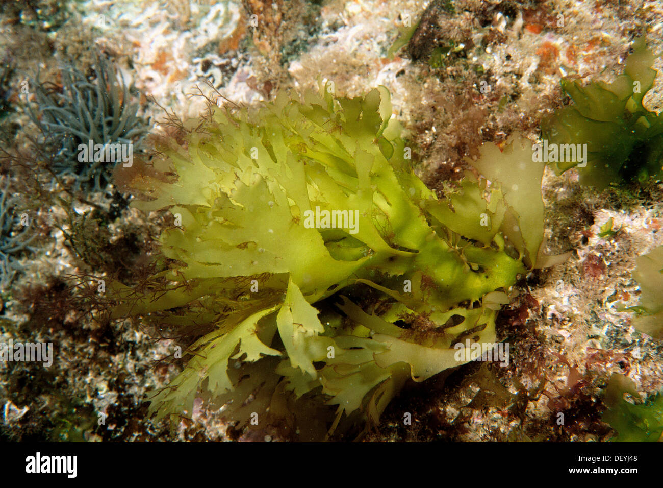 Irish moss underwater hi-res stock photography and images - Alamy