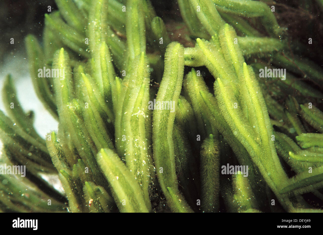 Seaweed (Codium tomentosum). Galicia, Spain Stock Photo - Alamy