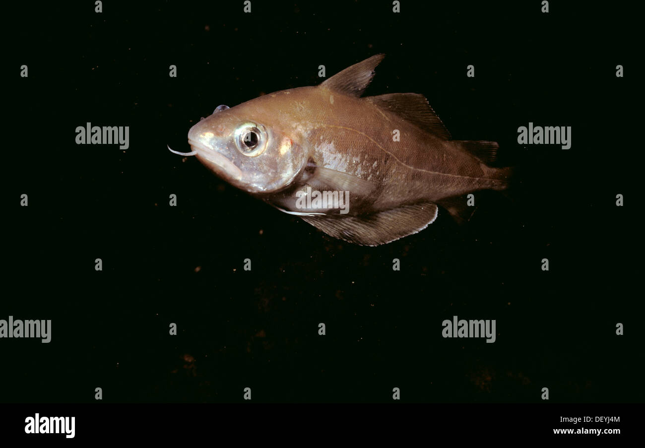 Our poor galicia hi-res stock photography and images - Alamy