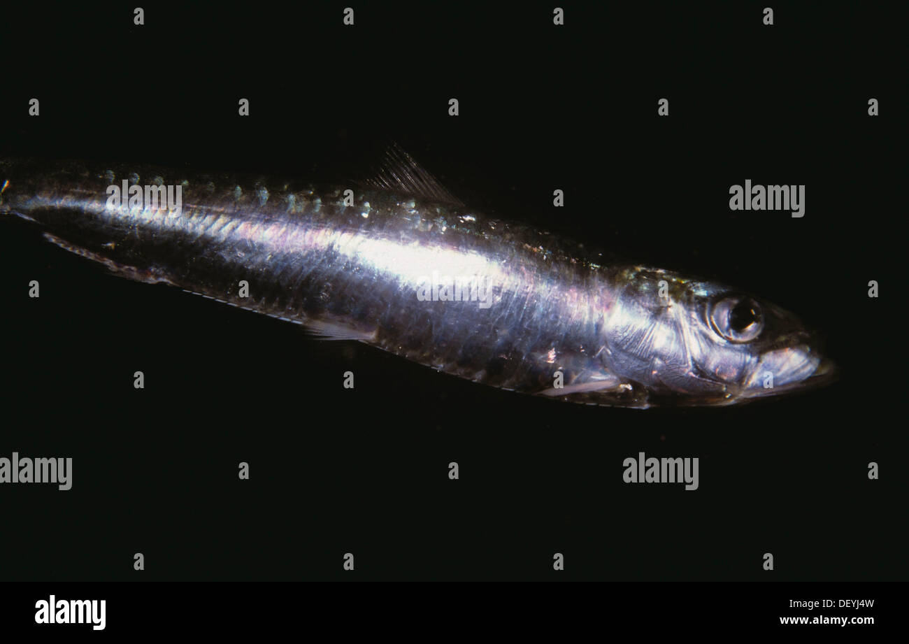 European pilchard sardina pilchardus hi-res stock photography and ...