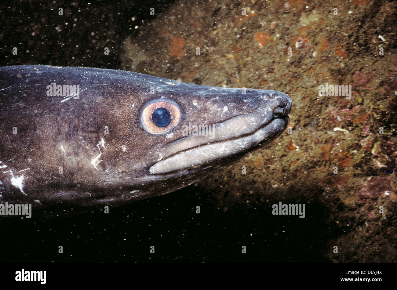 Conger Eel Spain High Resolution Stock Photography and Images - Alamy