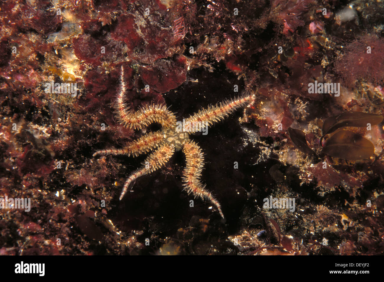 Ophiura fragilis hi-res stock photography and images - Alamy