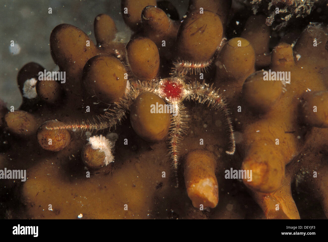 Ophiura fragilis hi-res stock photography and images - Alamy