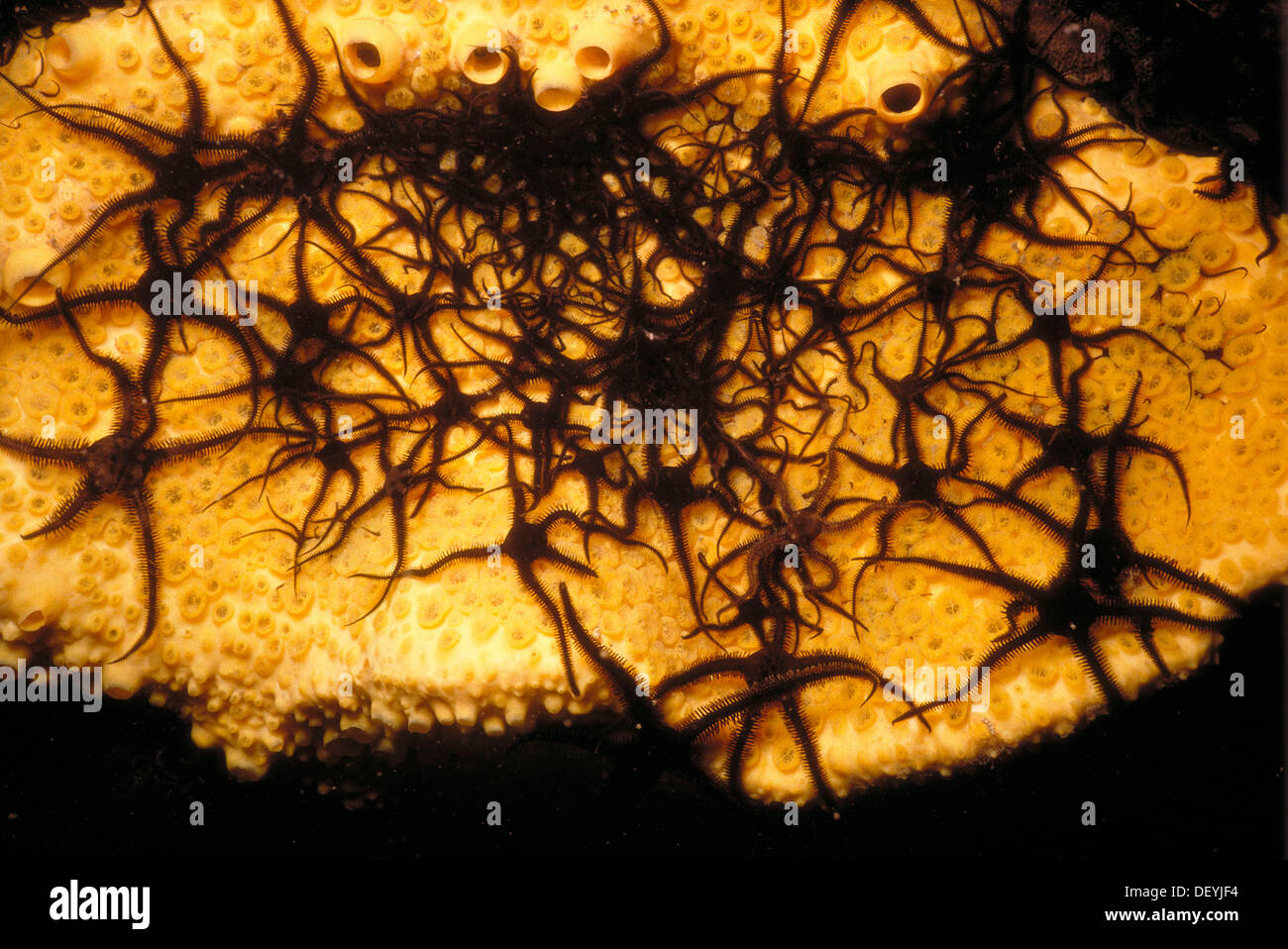 Black brittle star hi-res stock photography and images - Alamy