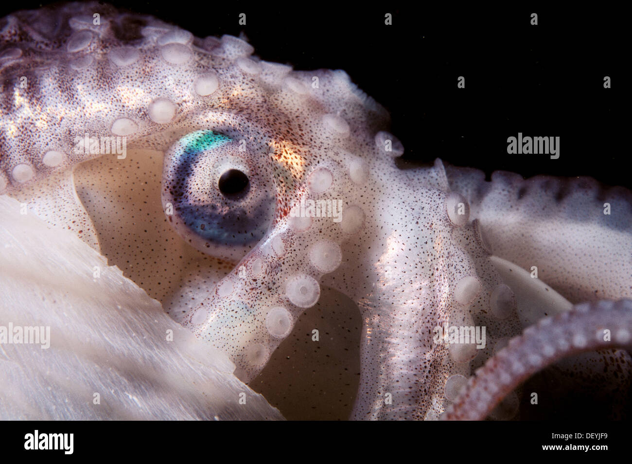 Argonauta hi-res stock photography and images - Alamy