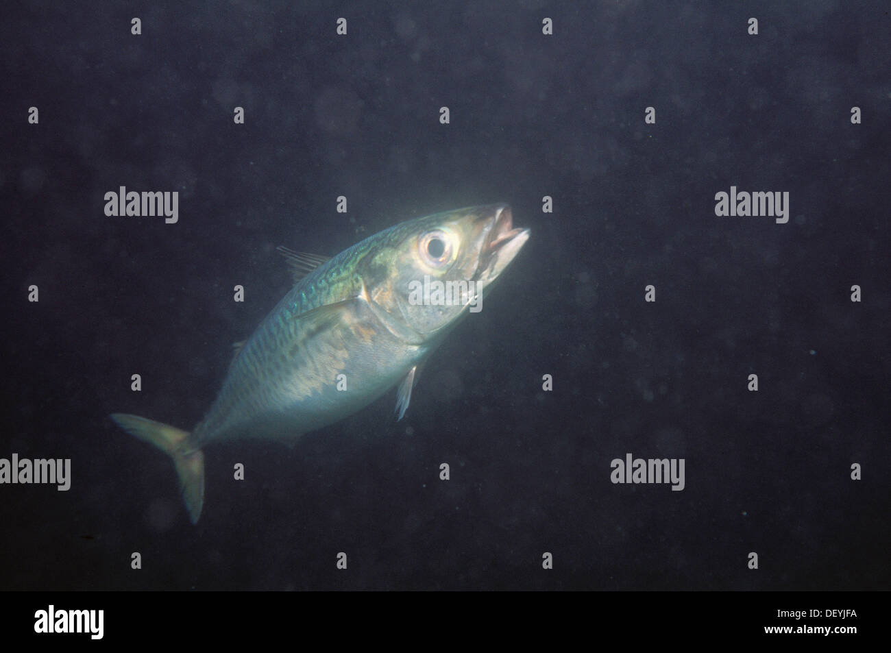 Scomber scombrus underwater hi-res stock photography and images - Alamy