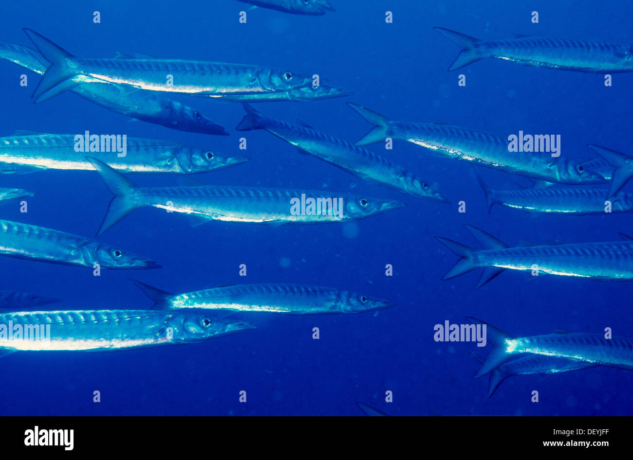 European Barracuda Sphyraena Sphyraena High Resolution Stock Photography and Images - Alamy