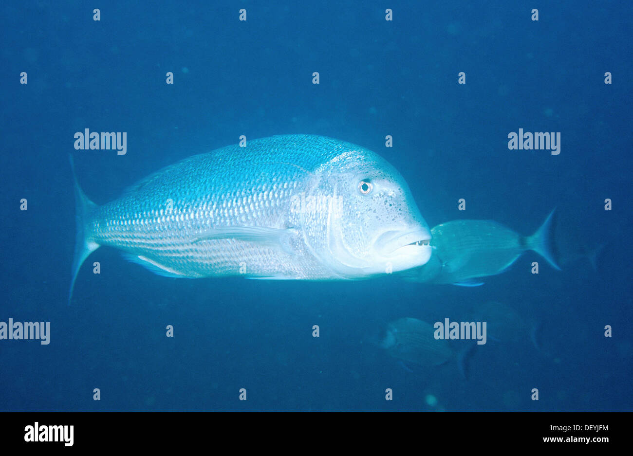 Common dentex (Dentex dentex Stock Photo - Alamy