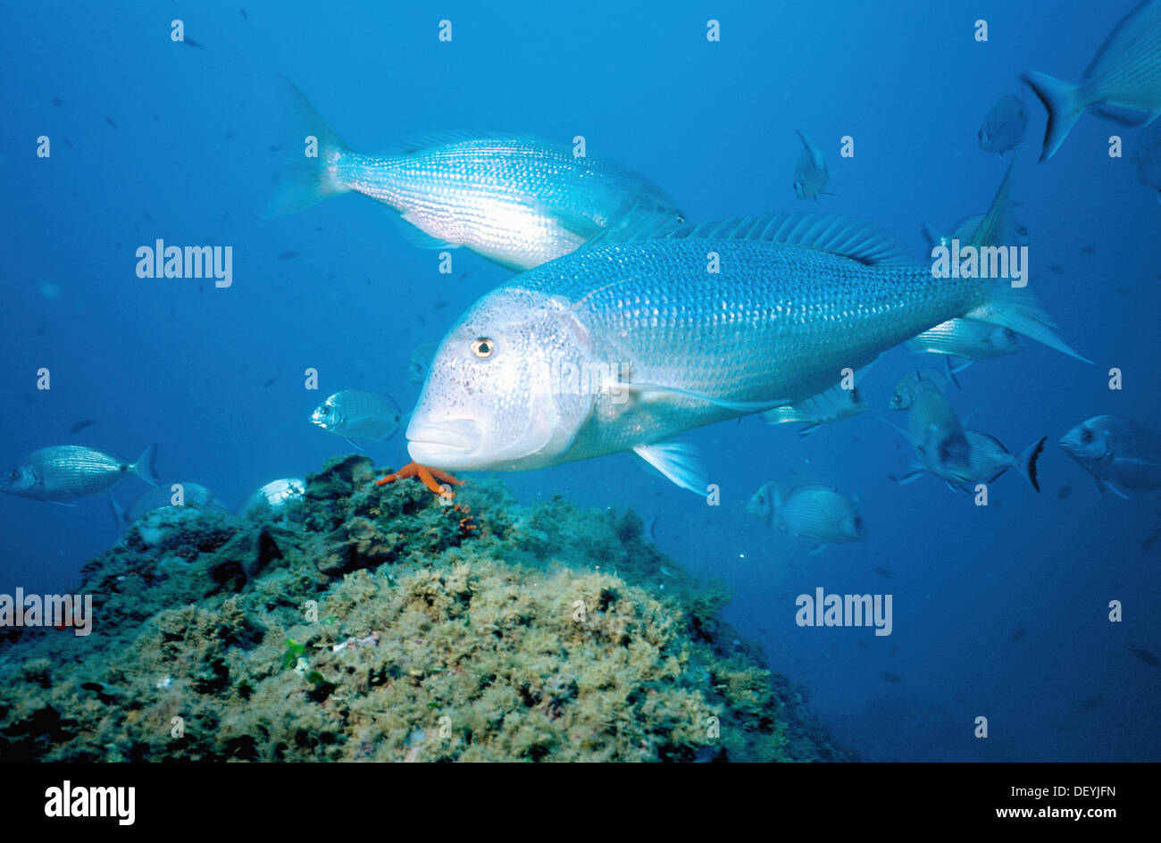 Common dentex hi-res stock photography and images - Alamy