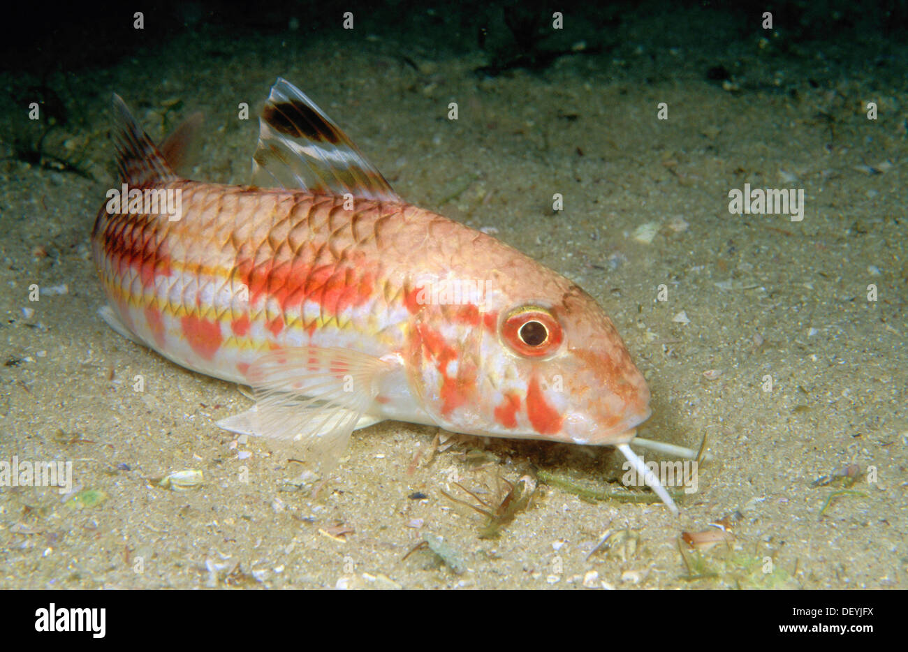 Striped mullet hi-res stock photography and images - Alamy