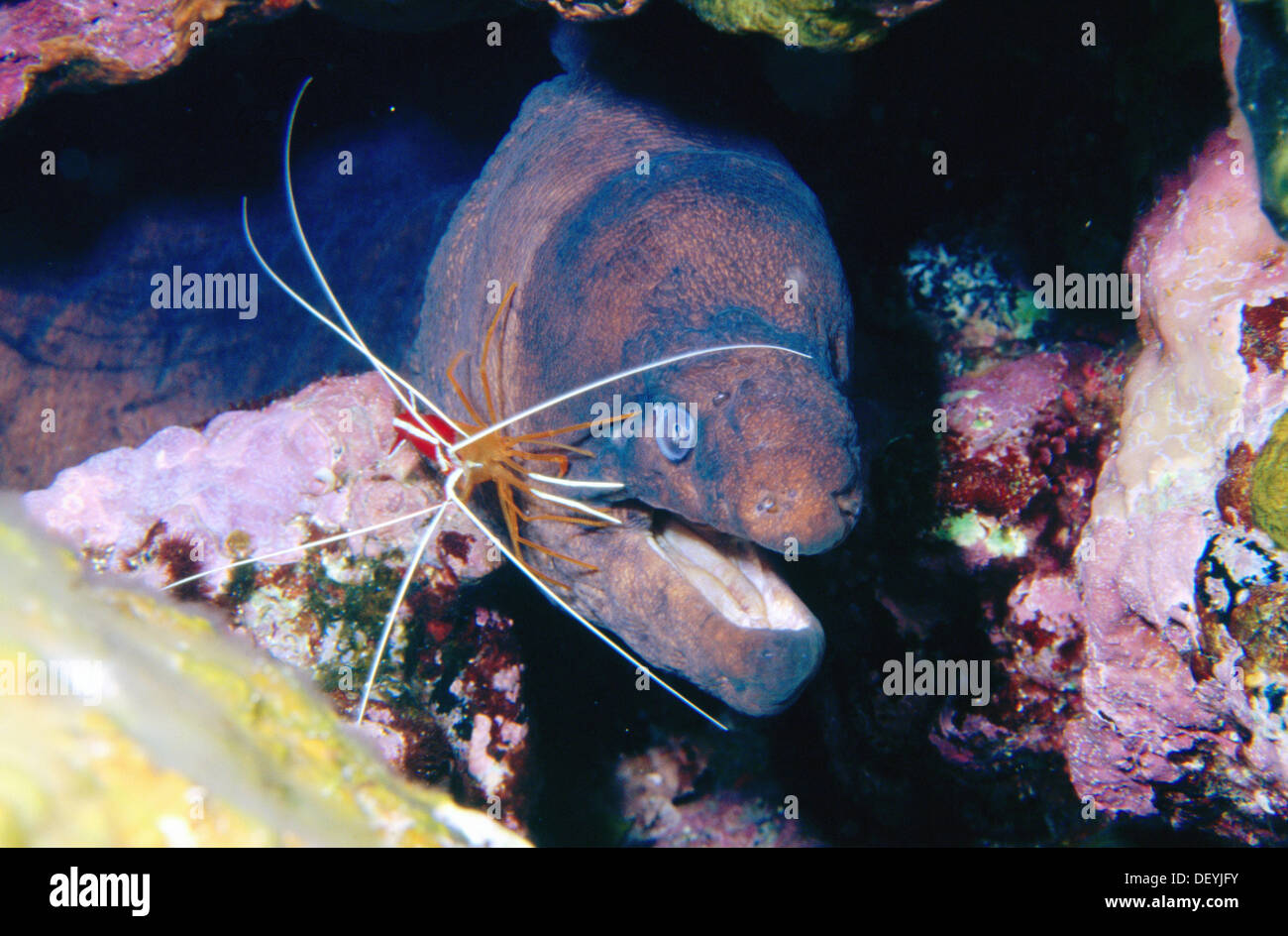 Brown Moray (Gymnothorax unicolor) & Cleaner Shrimps (Lysmata grabhami ...