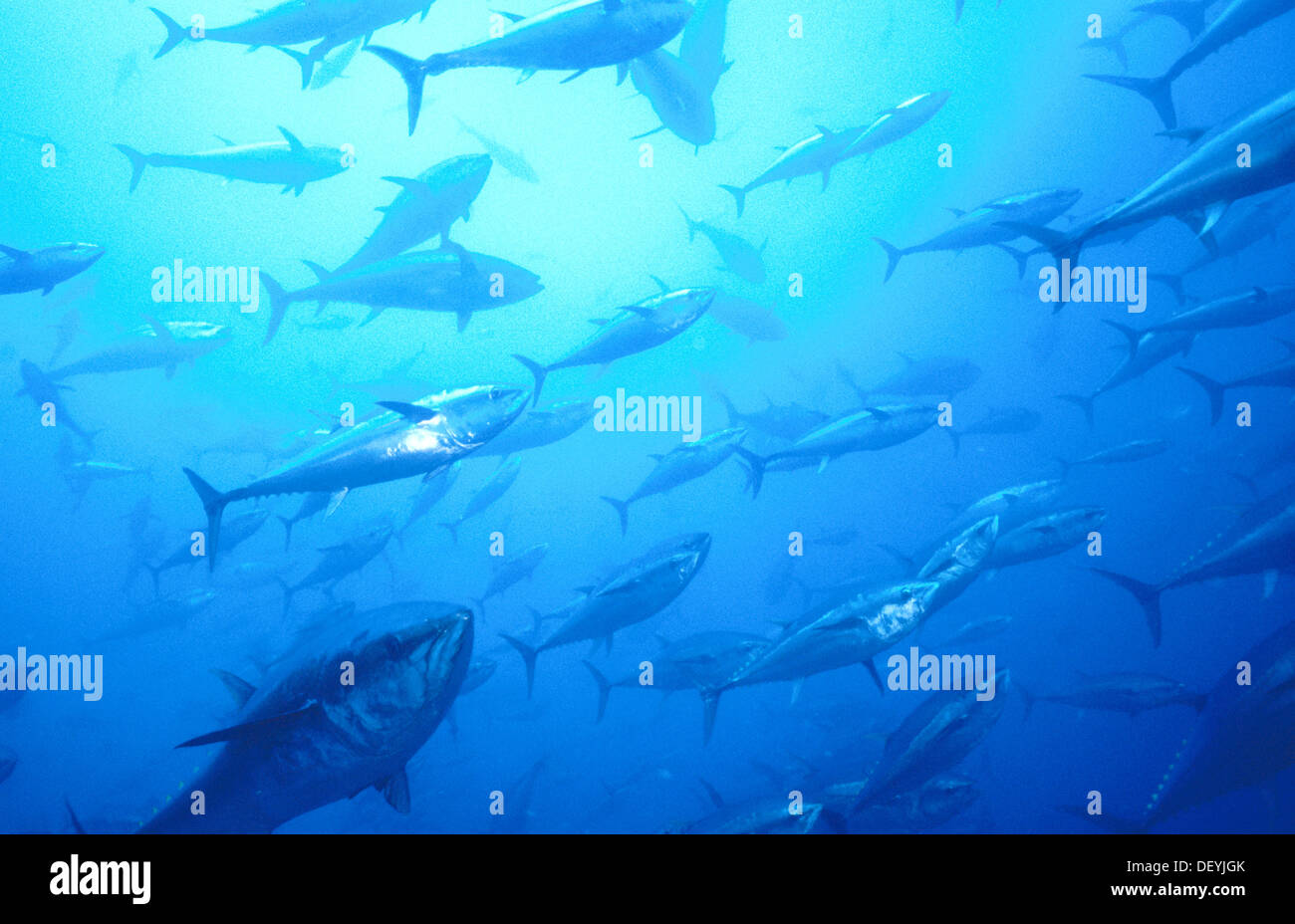 Northern blue tuna hi-res stock photography and images - Alamy