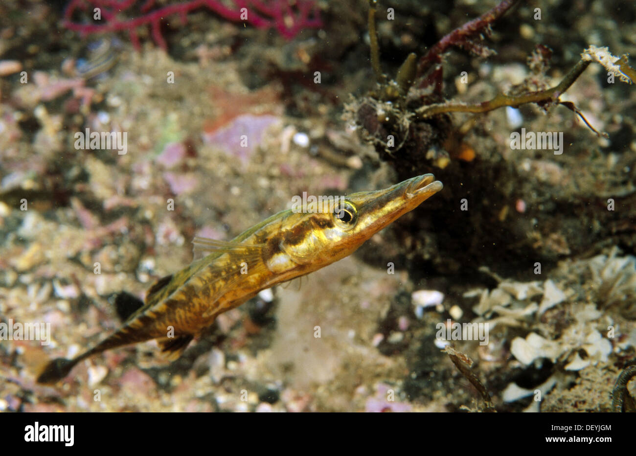 Sea Stickleback (Spinachia spinachia Stock Photo - Alamy