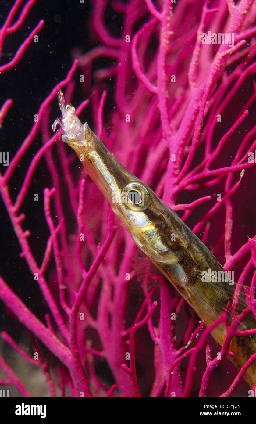 Sea Stickleback (Spinachia spinachia) devouring shrimp Stock Photo - Alamy