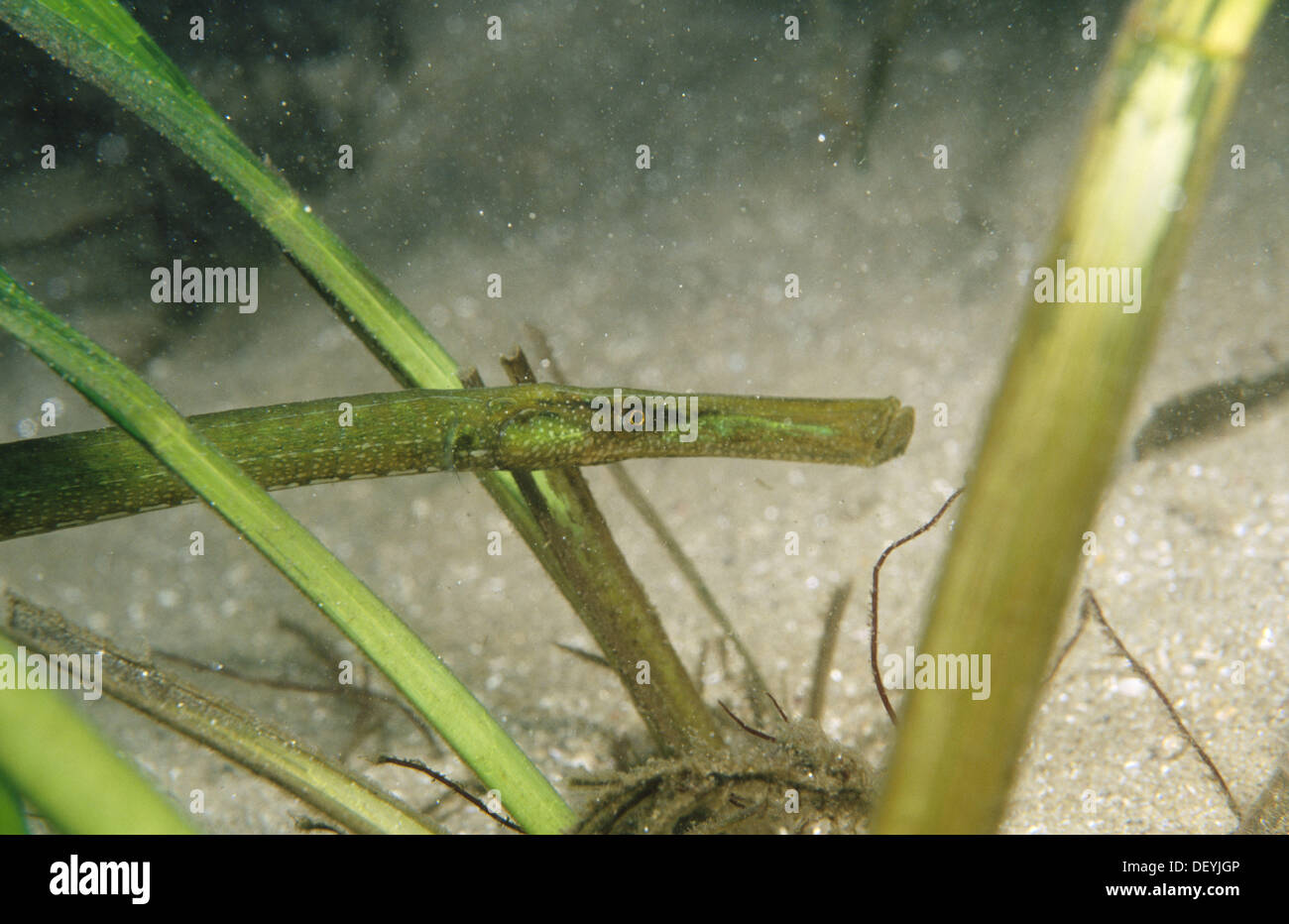 Snouted pipefish hi-res stock photography and images - Alamy