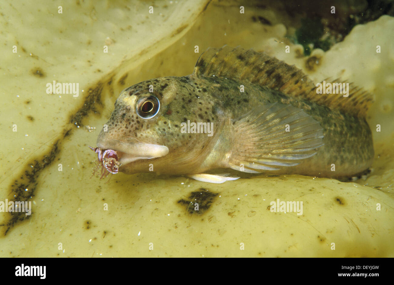 Blenny (Lipophrys pholis) devouring shrimp (Hippolyte varians Stock ...