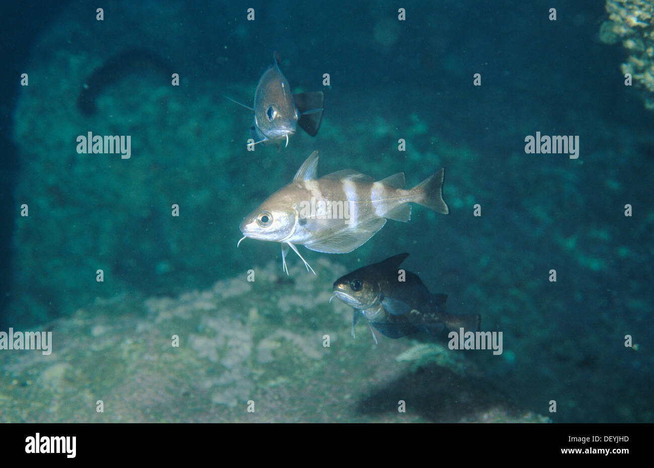 Pouting Fish High Resolution Stock Photography and Images - Alamy