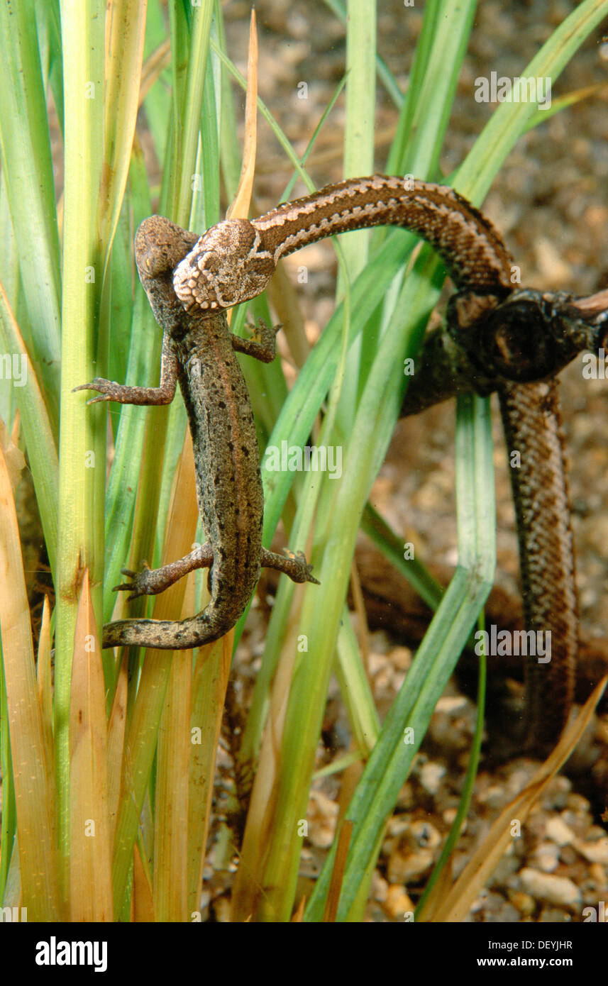 Bosca newt hi-res stock photography and images - Alamy