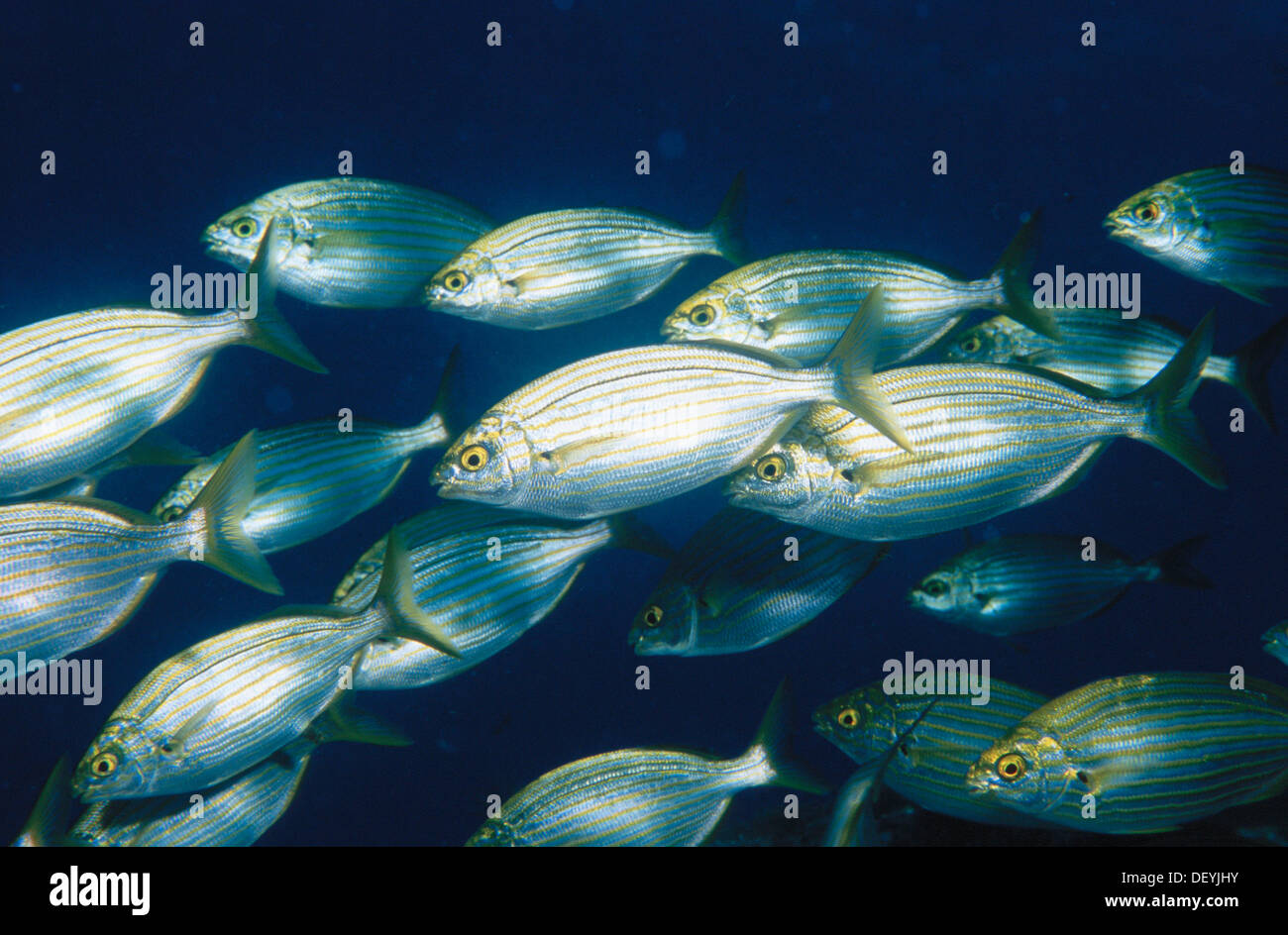 Salpa High Resolution Stock Photography and Images - Alamy