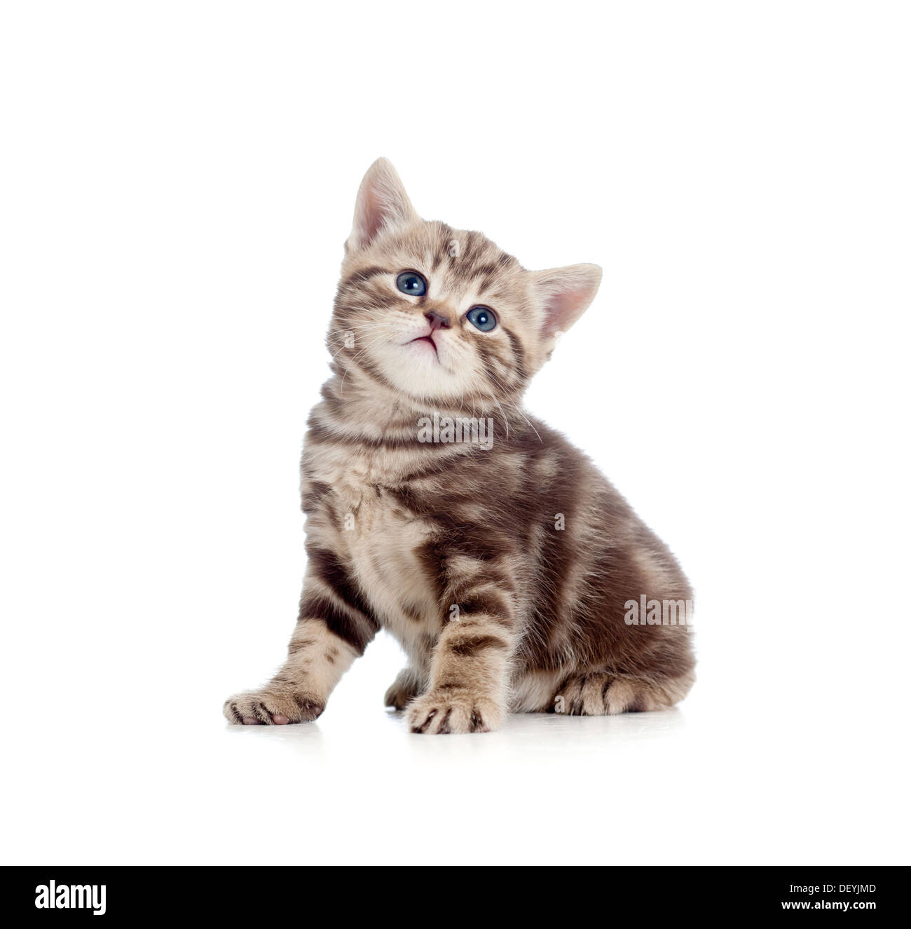 baby Scottish british kitten isolated on white background Stock Photo ...