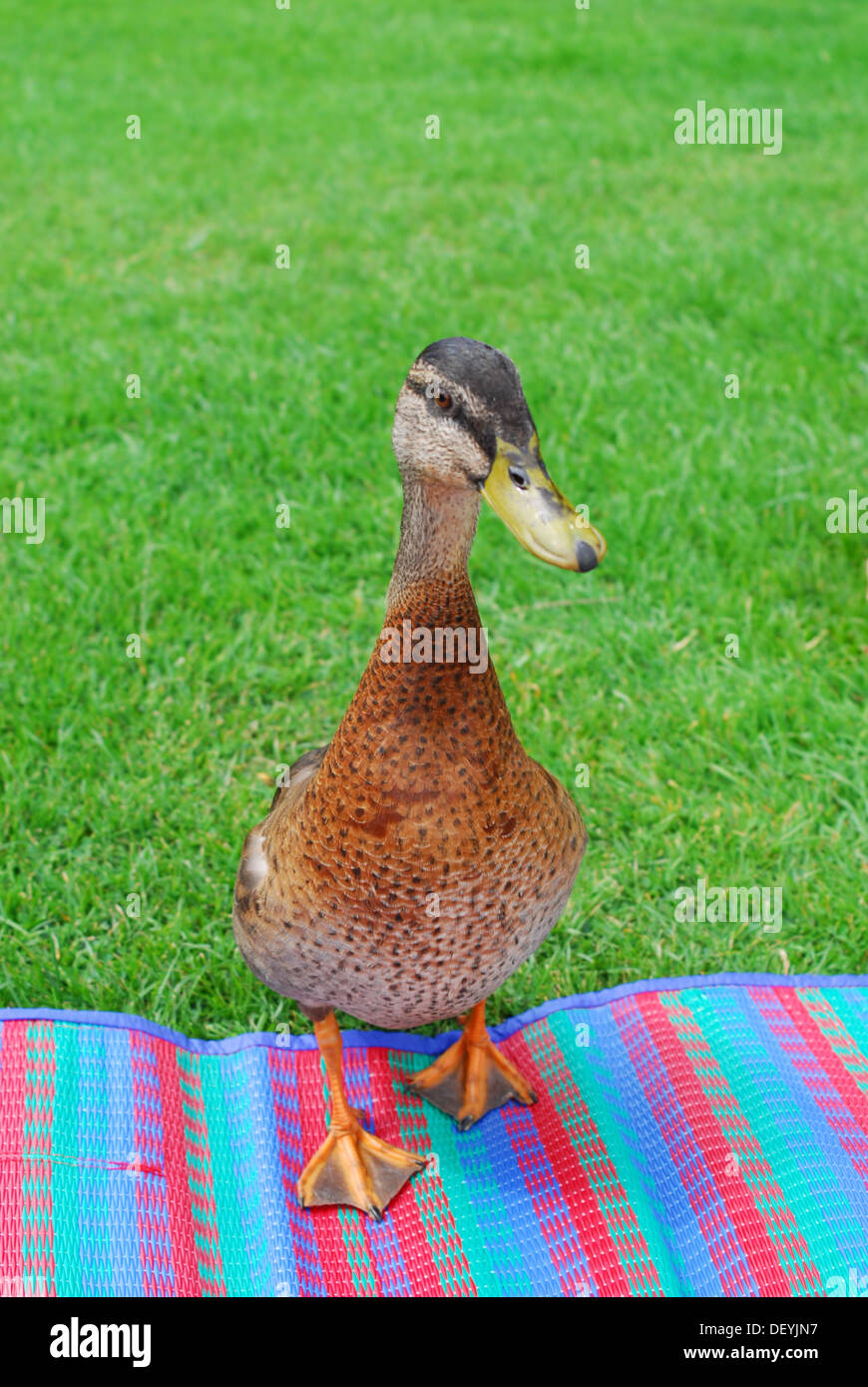 picnic invading duck coughton court Stock Photo - Alamy