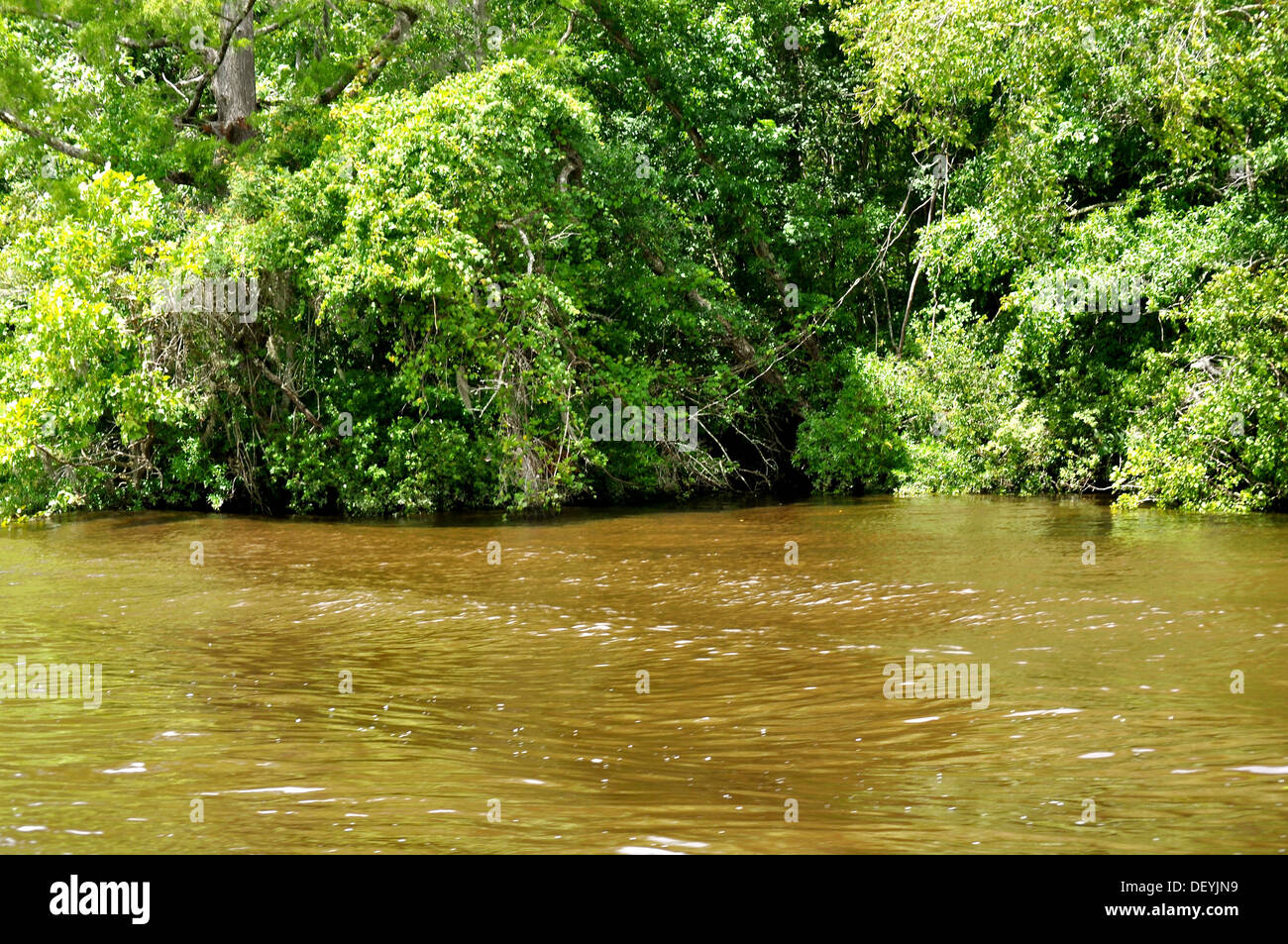 River south carolina hi-res stock photography and images - Alamy