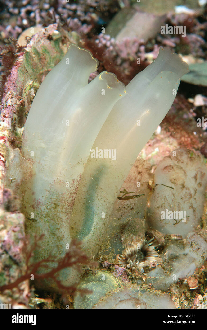 Ciona ciona intestinalis hi-res stock photography and images - Alamy