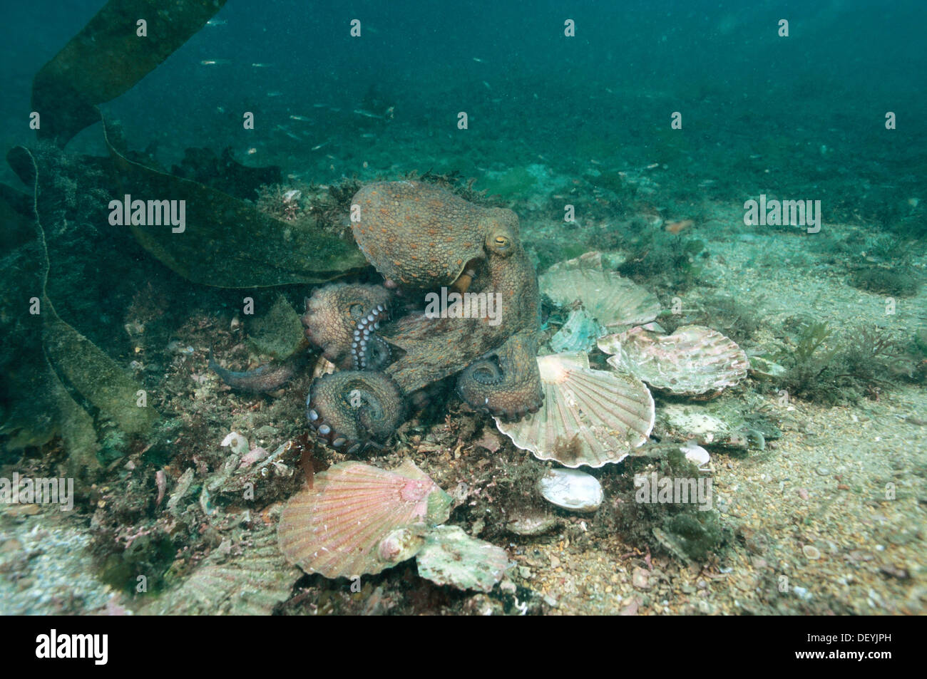 Octopus Catching Stock Photos & Octopus Catching Stock Images - Alamy