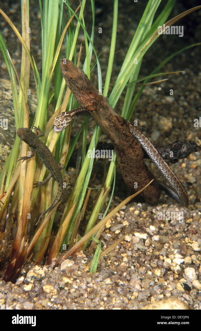 Bosca Newt High Resolution Stock Photography and Images - Alamy