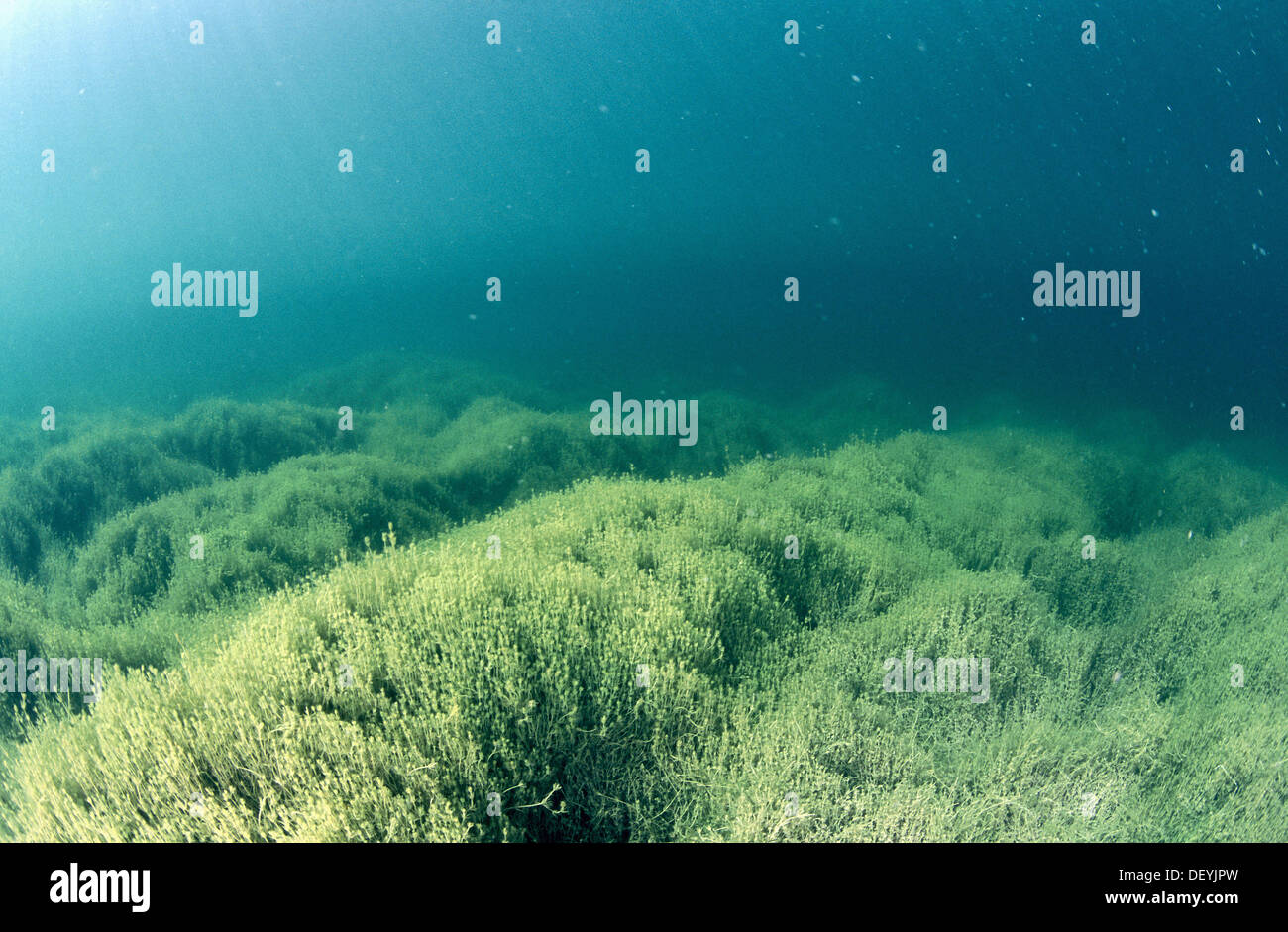 Chara plant hi-res stock photography and images - Alamy