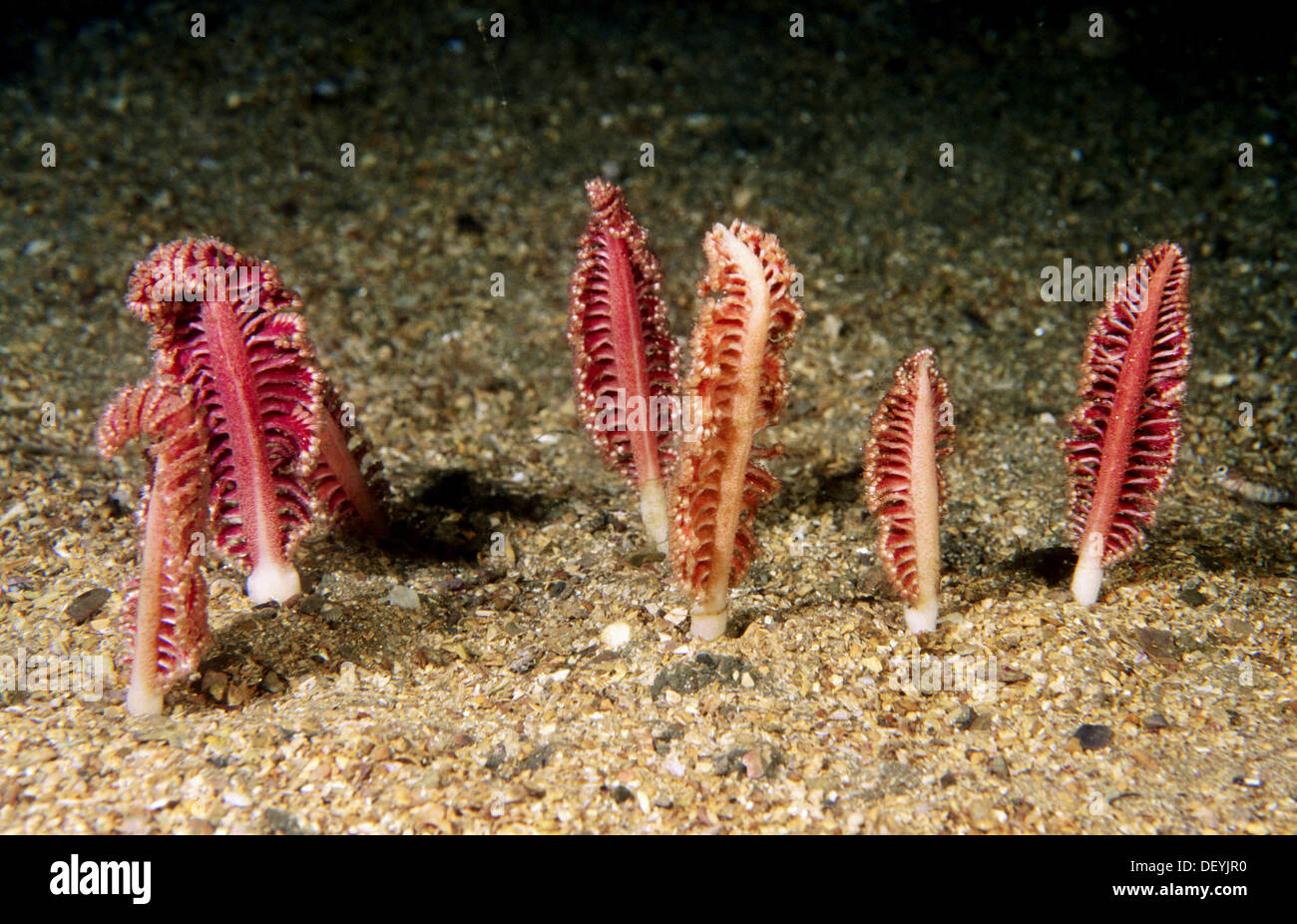 Pennatula phosphorea hi-res stock photography and images - Alamy