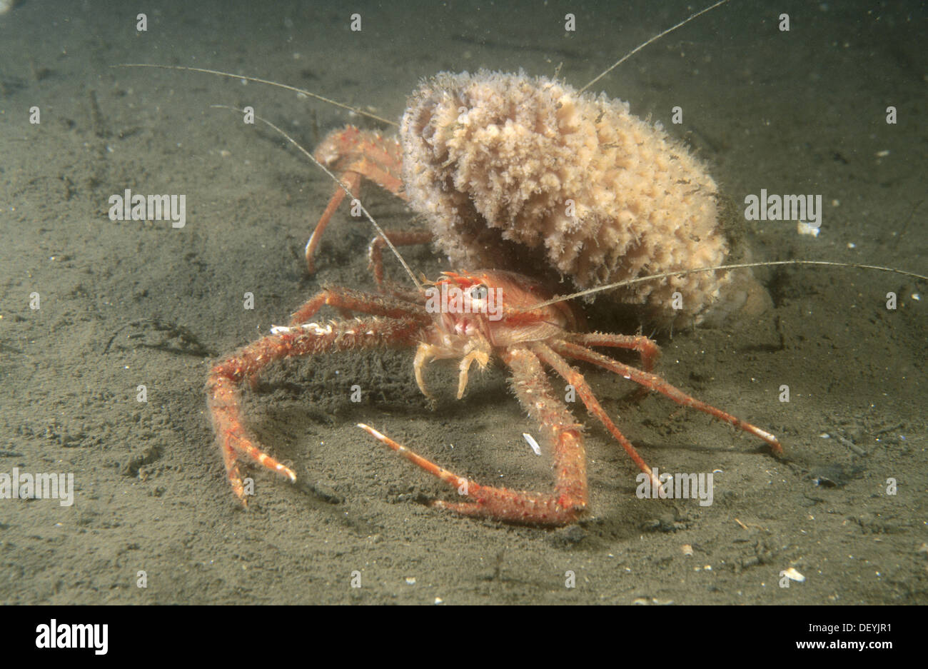 Munida Rugosa High Resolution Stock Photography and Images - Alamy