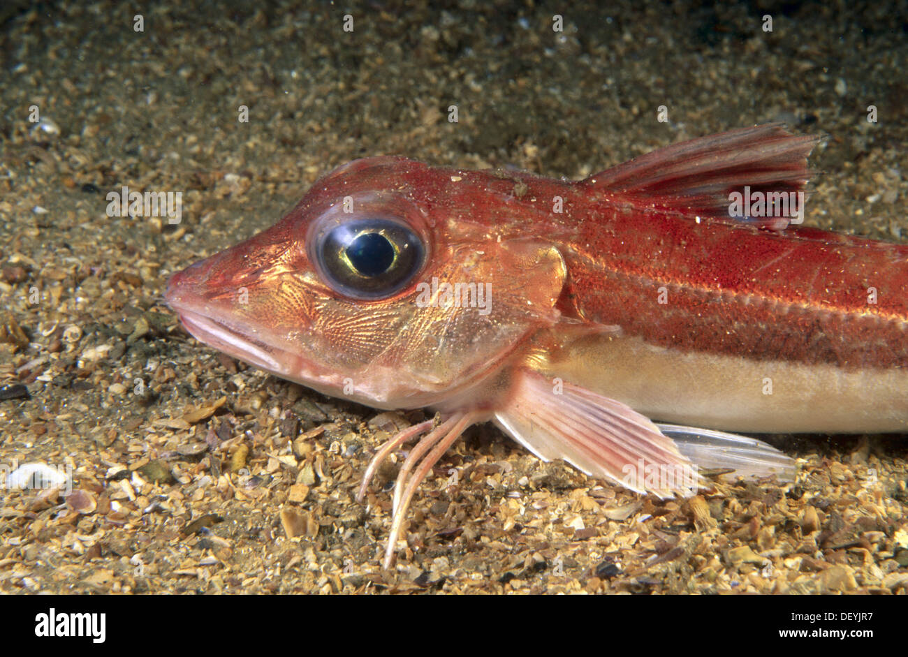 Grey Gurnard Stock Photos & Grey Gurnard Stock Images - Alamy