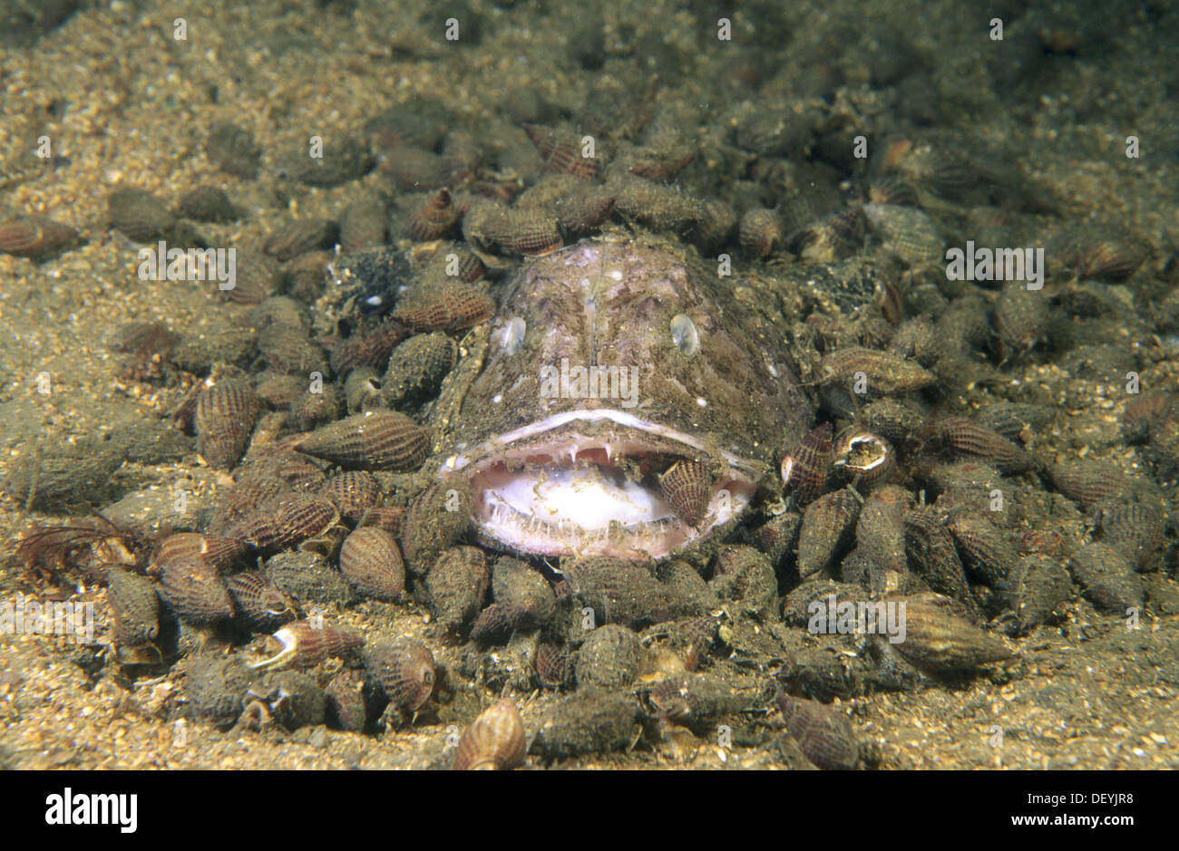 Angler Fish Eating Fish High Resolution Stock Photography and Images ...