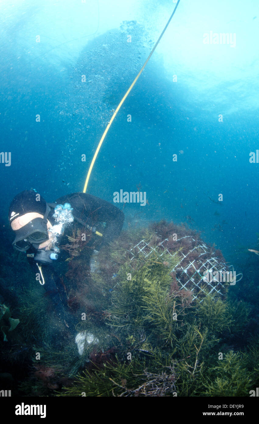 Gelidium High Resolution Stock Photography and Images - Alamy