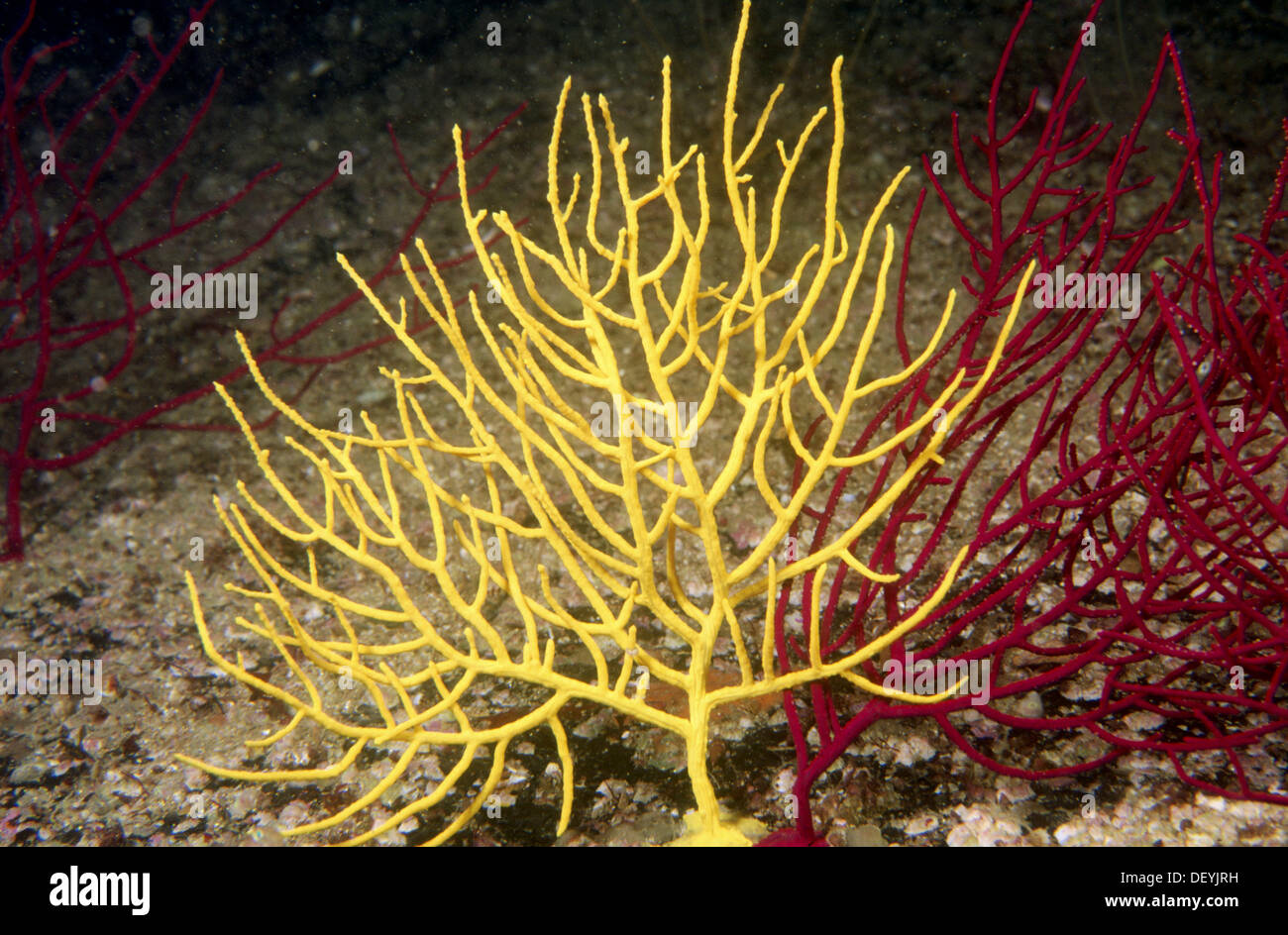 Sea fan leptogorgia sarmentosa galicia hi-res stock photography and ...