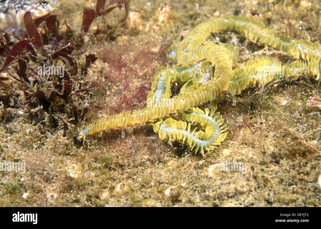 Phyllodoce lamelligera hi-res stock photography and images - Alamy