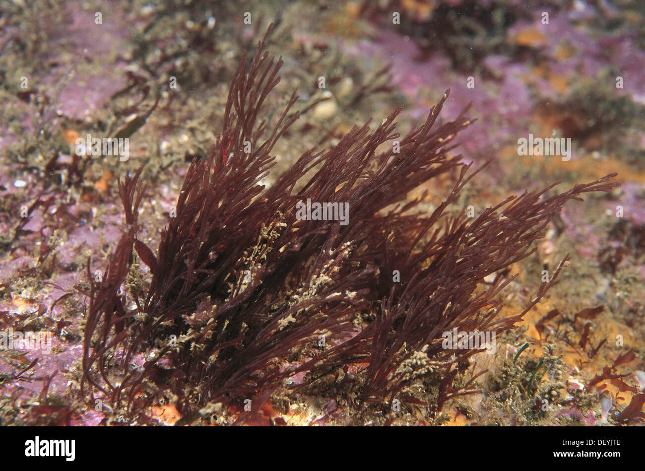 Ceramium hi-res stock photography and images - Alamy