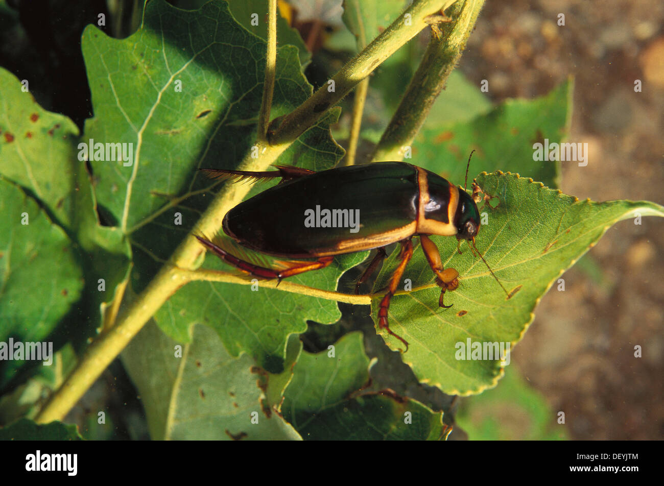 Great Diving Beetles High Resolution Stock Photography and Images - Alamy