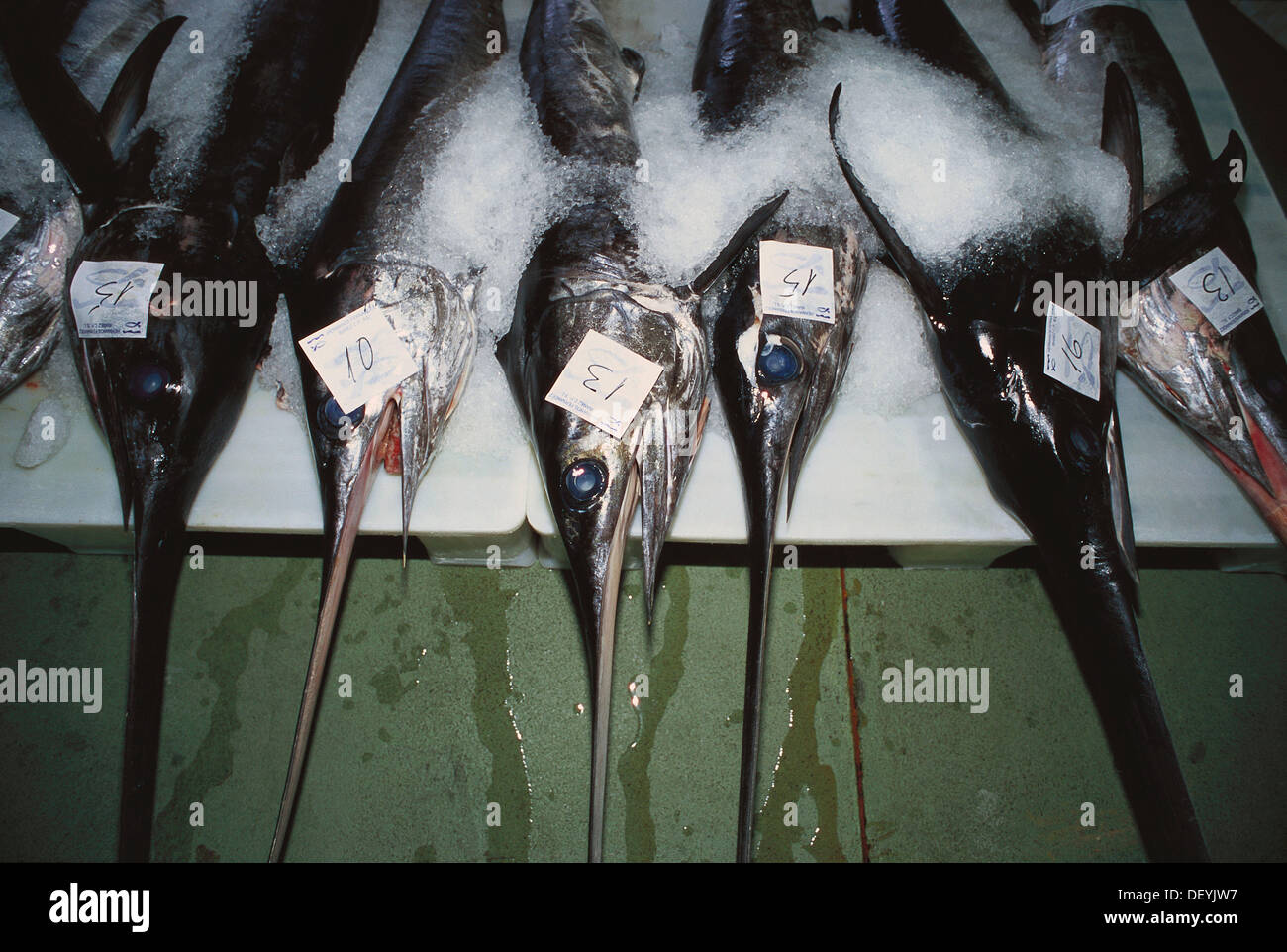 Broadbill swordfish underwater hi-res stock photography and images - Alamy