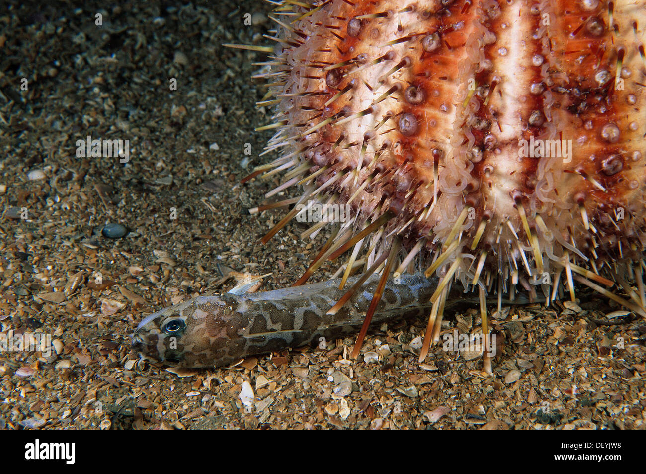 Three bearded rockling hi-res stock photography and images - Alamy
