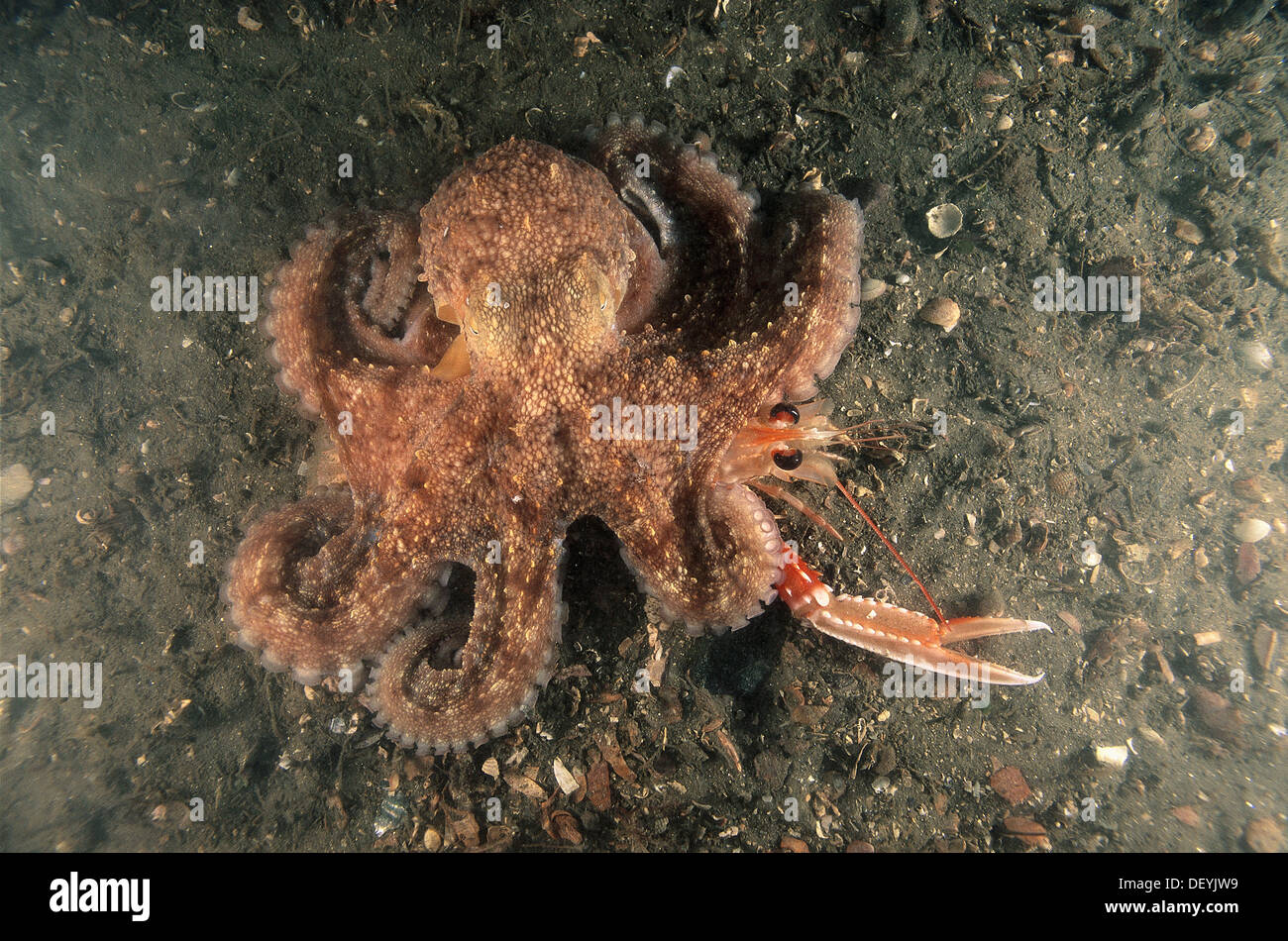 Eastern Atlantic. Galicia. Spain. Octopus hunting Norway lobster ...