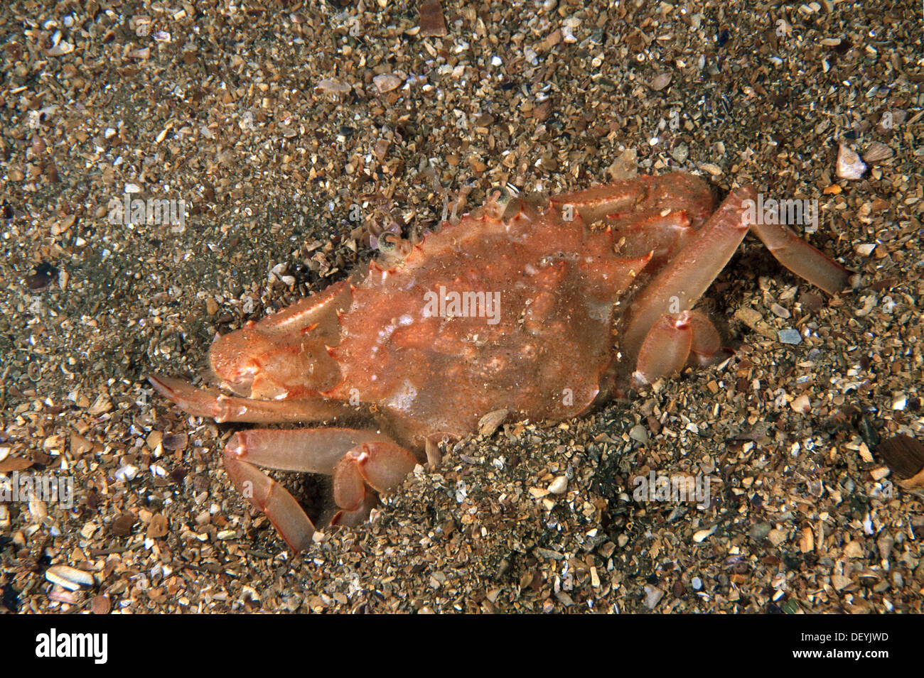 Macropipus tuberculatus hi-res stock photography and images - Alamy