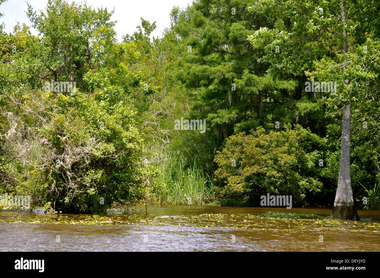 River and trees hi-res stock photography and images - Alamy