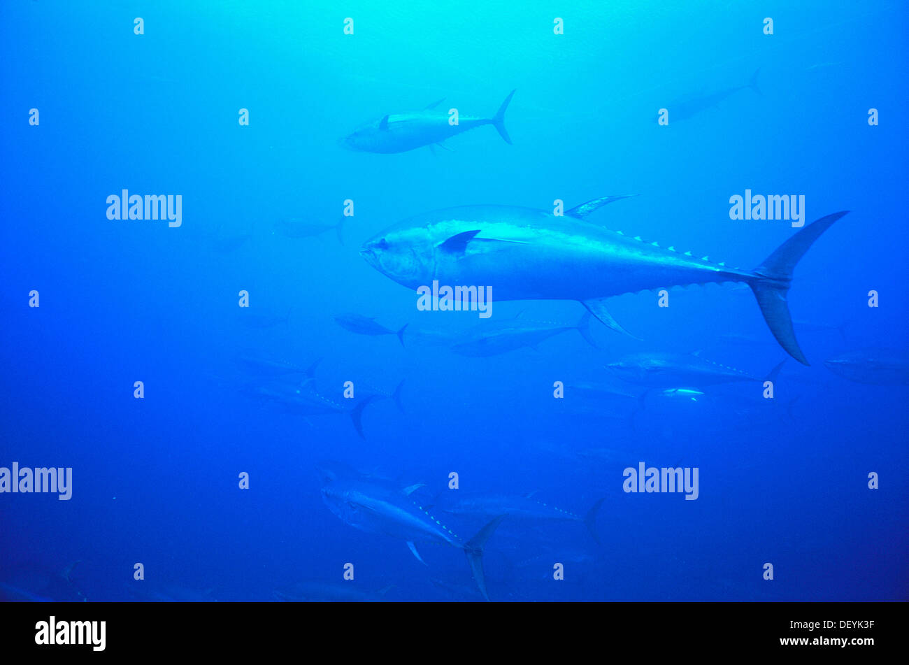 Mediterranean Sea Spain Northern bluefin tuna Thunnus thynnus Stock ...