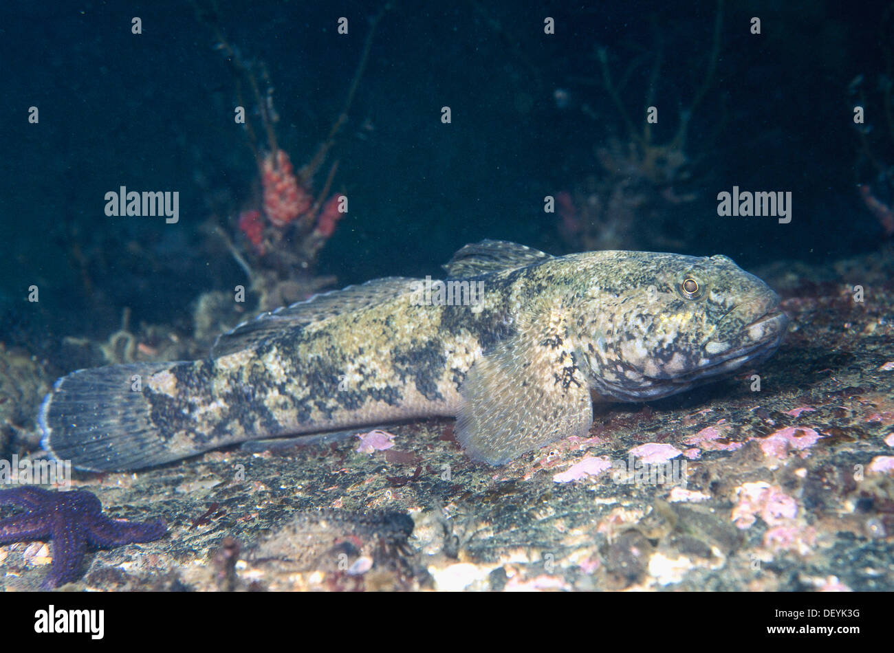 Gobius cobitis hi-res stock photography and images - Alamy