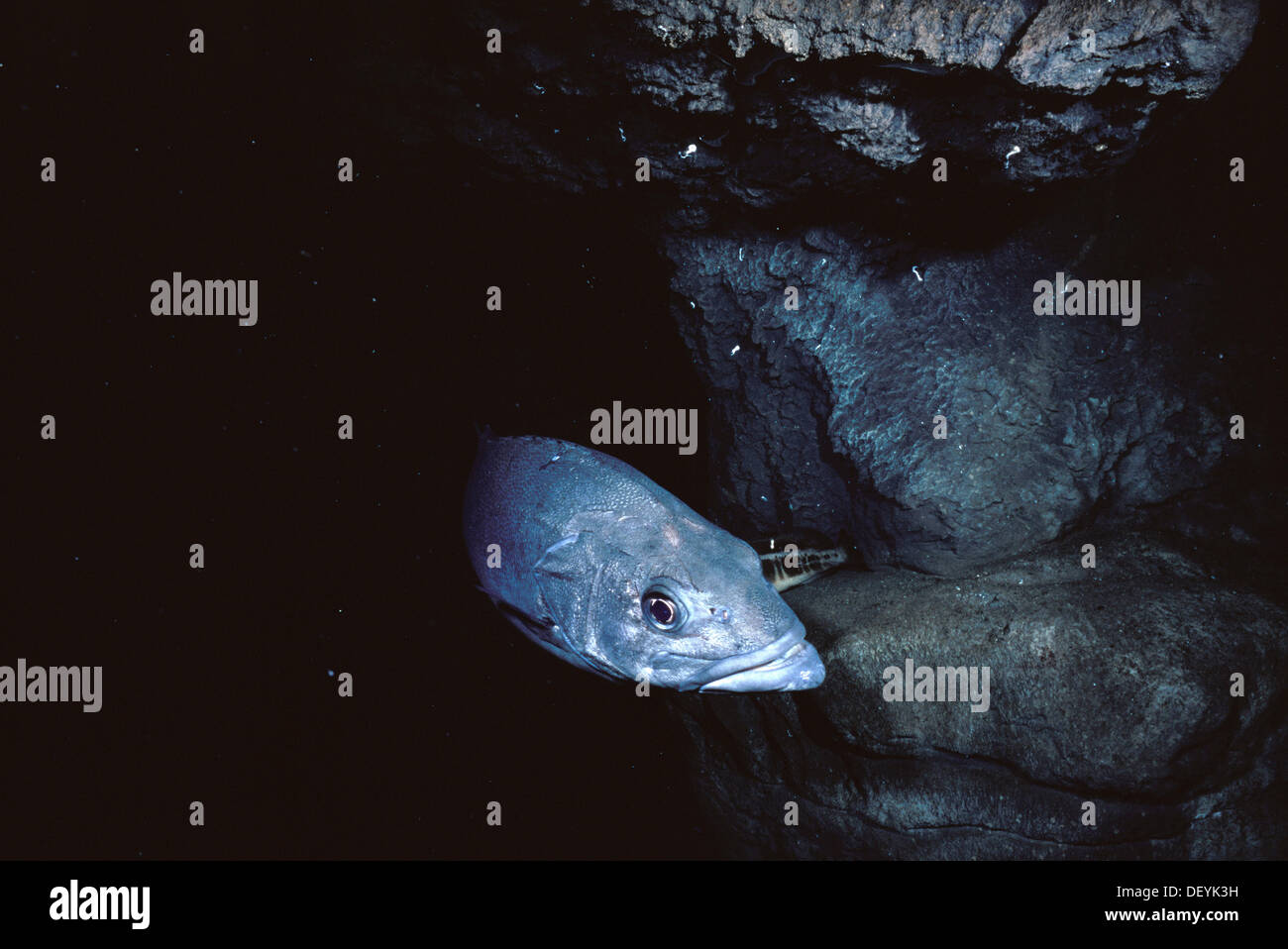 Wreckfish hi-res stock photography and images - Alamy